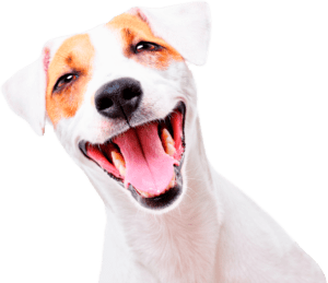 Home - Bay View Bark