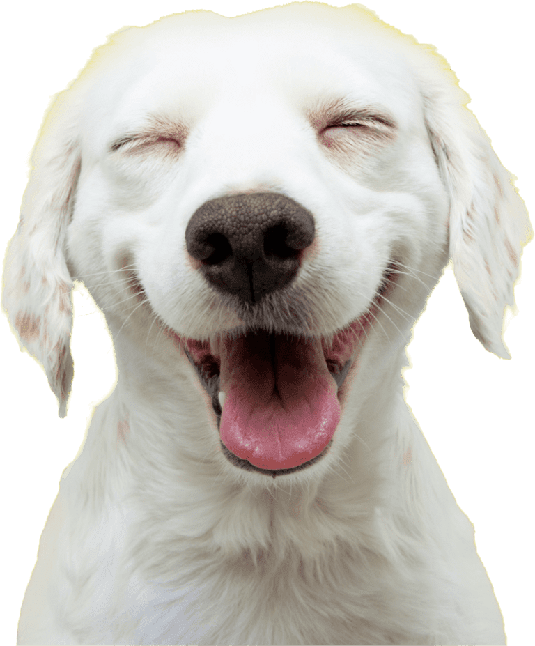 Home - Bay View Bark